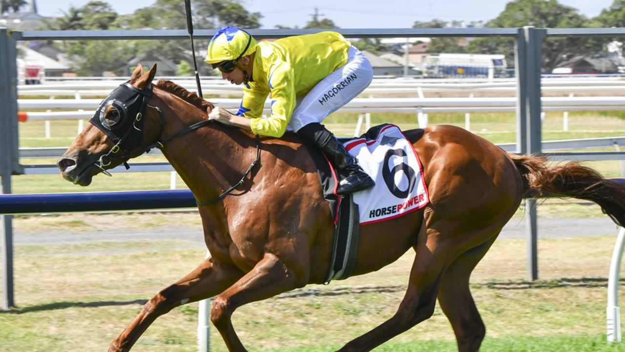 ‘Looks like a stallion': Unbeaten colt chasing hat-trick at Rosehill