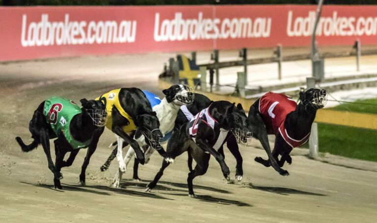 Greyhound Racing News - Greyhound Recorder