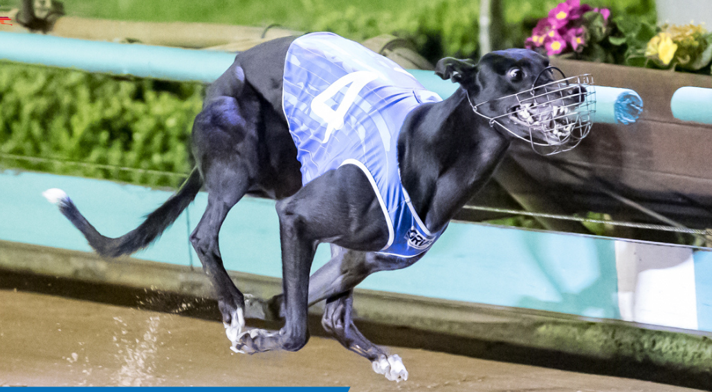 Runner By Runner: Group 1 Sapphire Crown - Greyhound Recorder