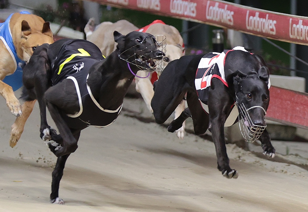 Fab Four! Greyhound Of The Year Finalists Revealed - Greyhound Recorder