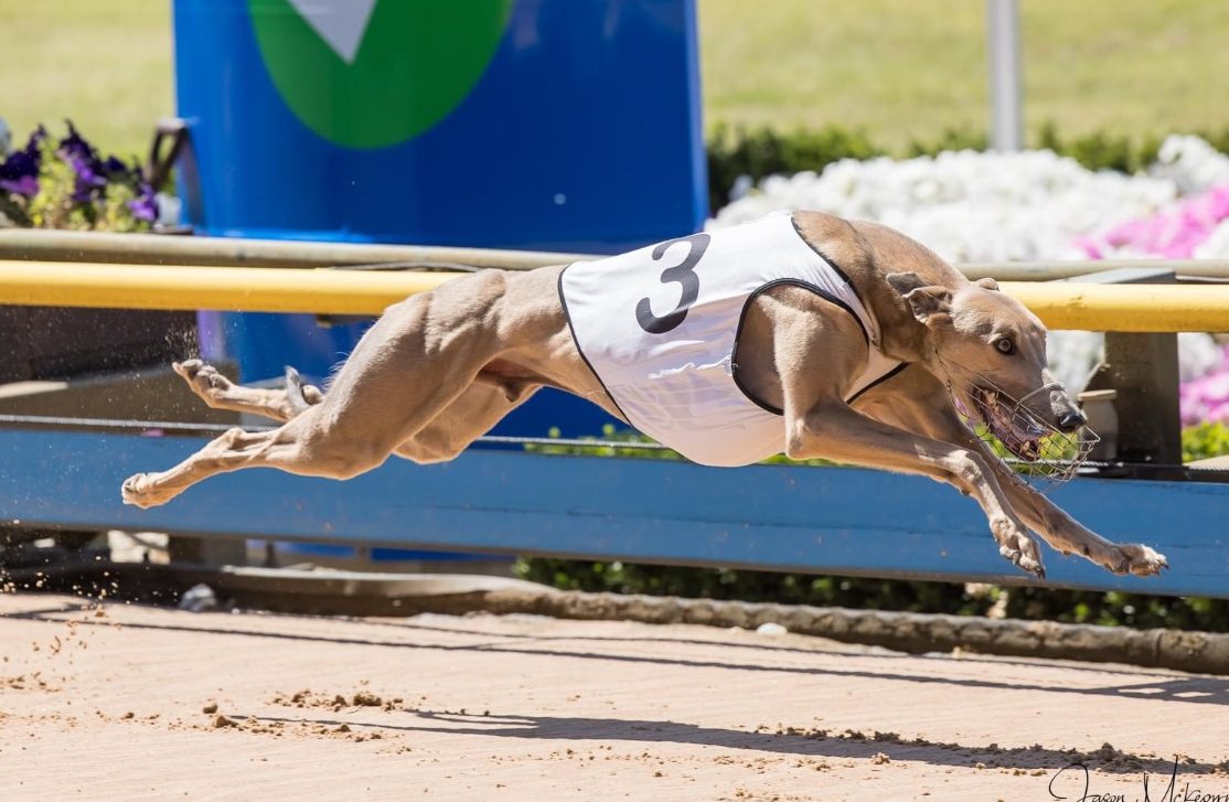 The Sunday Afternoon "Finish On" - Greyhound Recorder