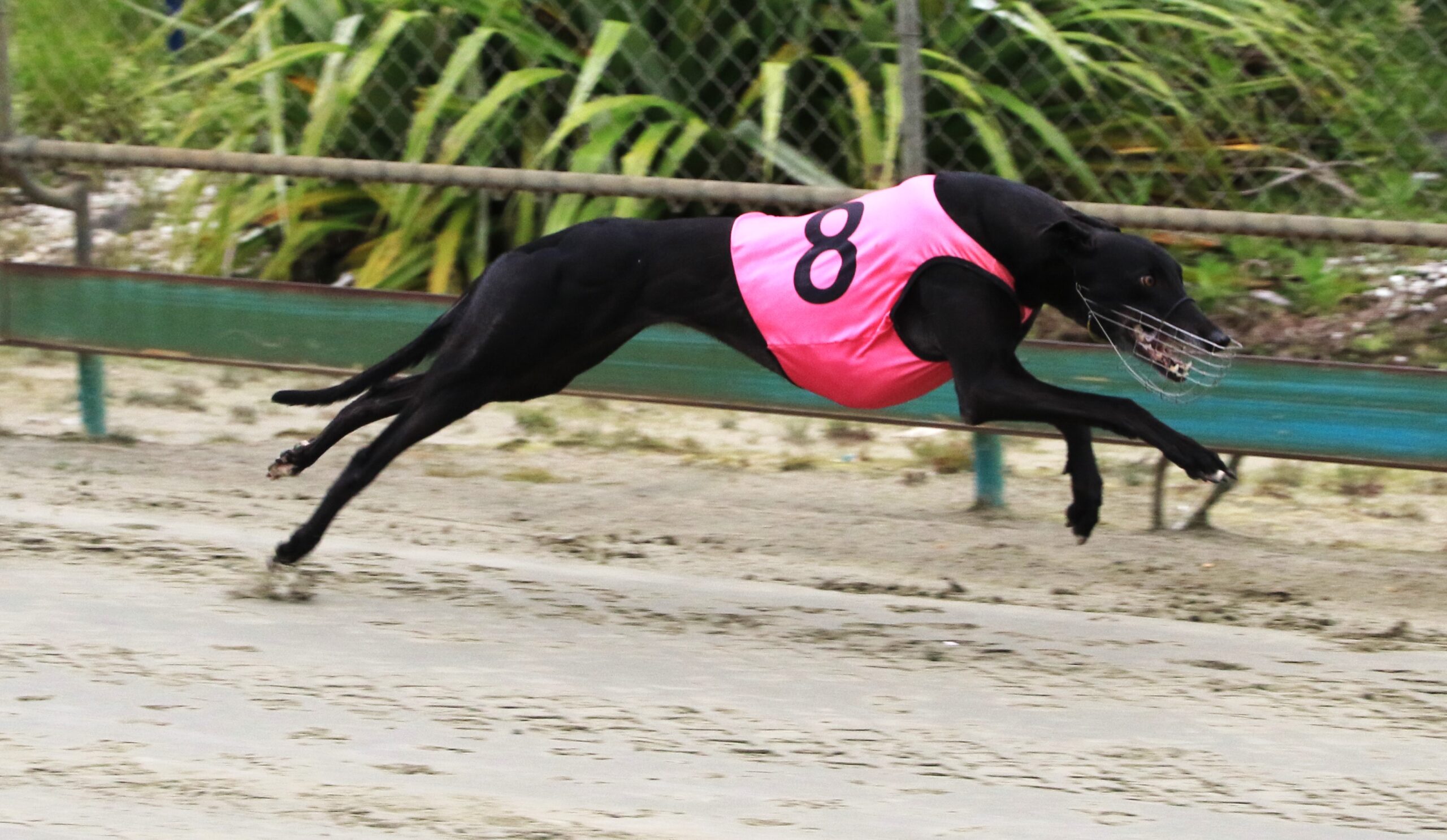 Brisbane Bound Postman Pat "The Real Deal" - Greyhound Recorder