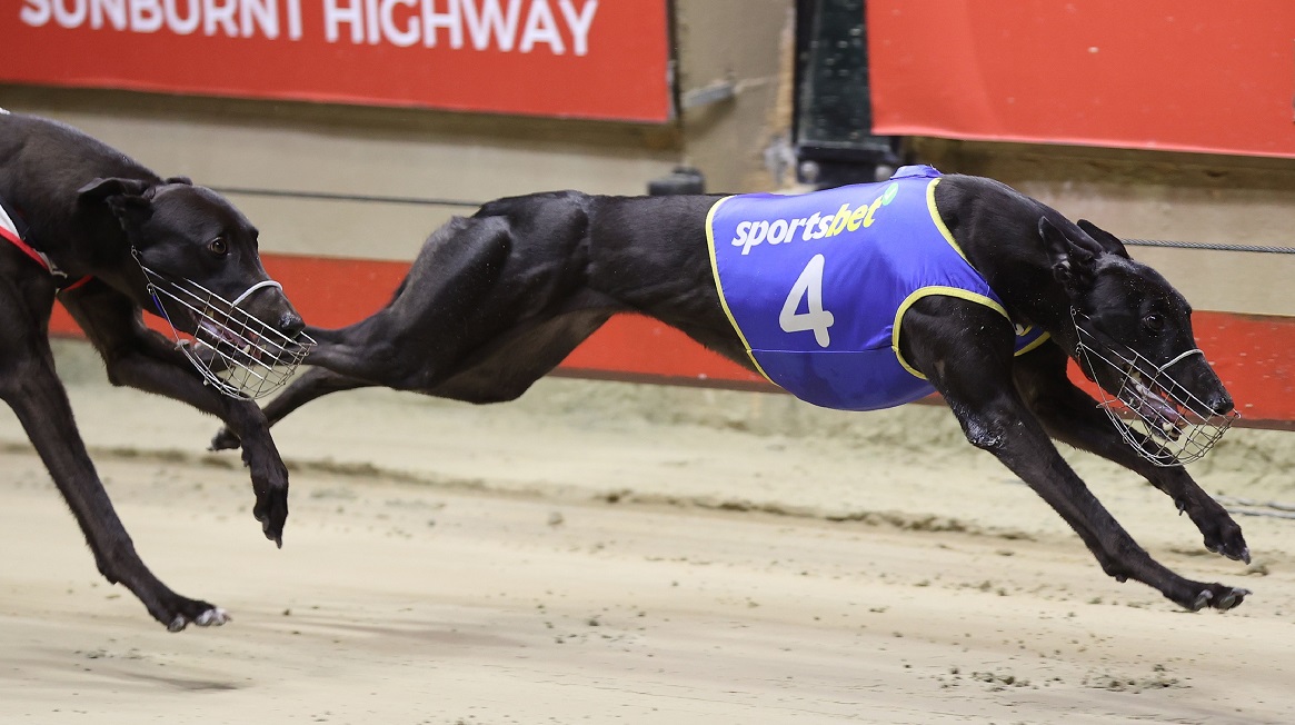 Pearl To Make Dapto Debut In Silver Collar - Greyhound Recorder