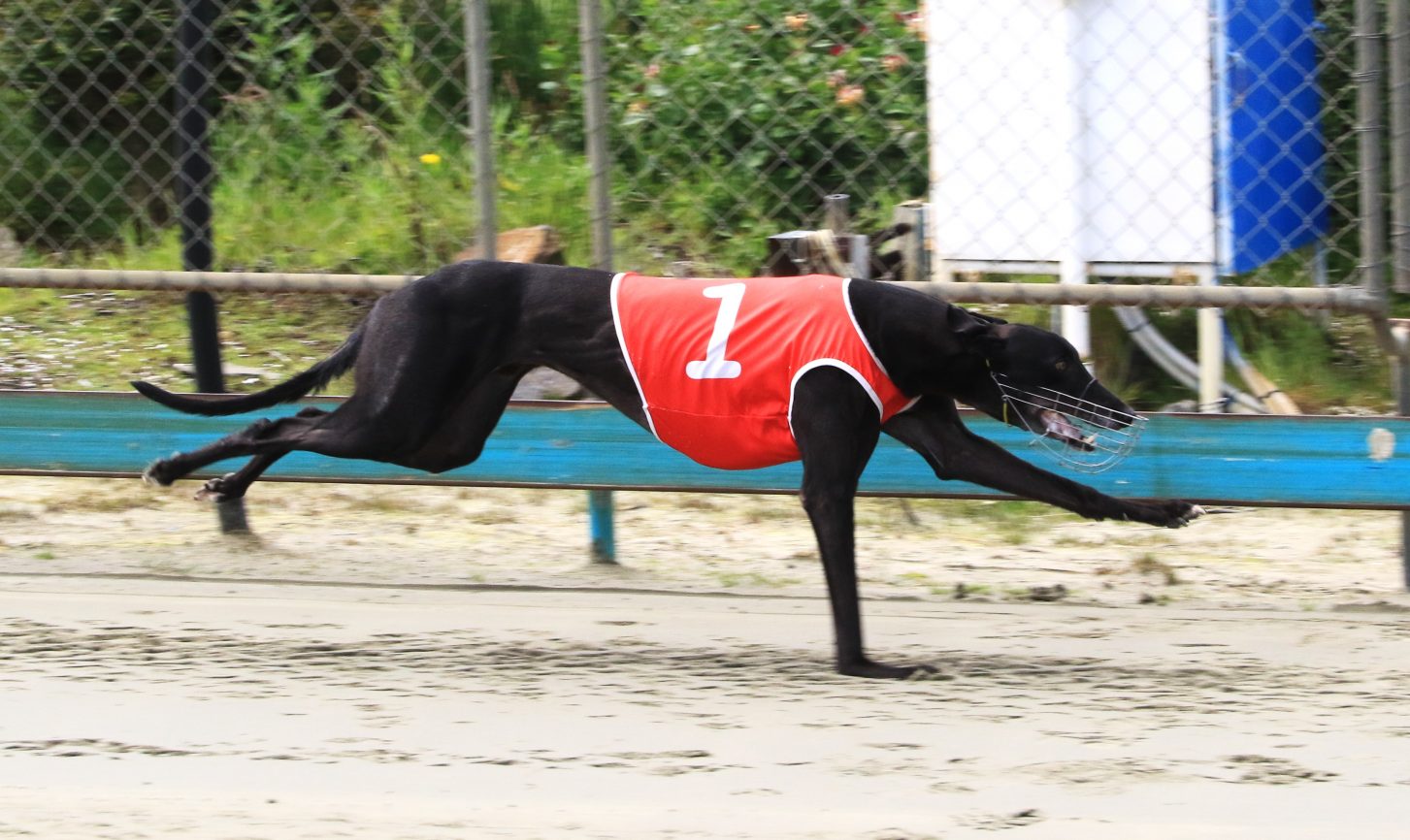 Kiwi Star 'An Absolute Machine' Says Brett - Greyhound Recorder