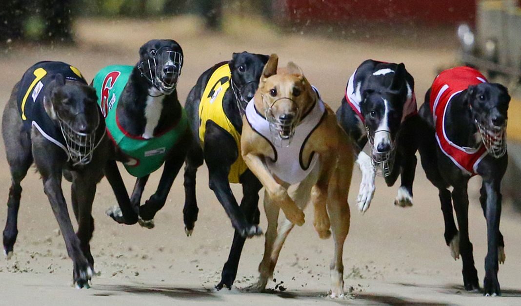 Victorian Trainer Banned For Baiting Offences - Greyhound Recorder