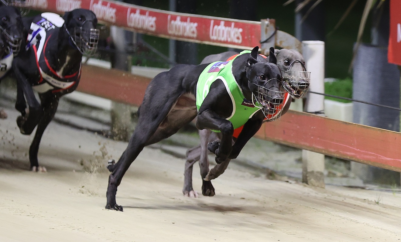We Don't Share Continues Comeback In Brother Fox - Greyhound Recorder