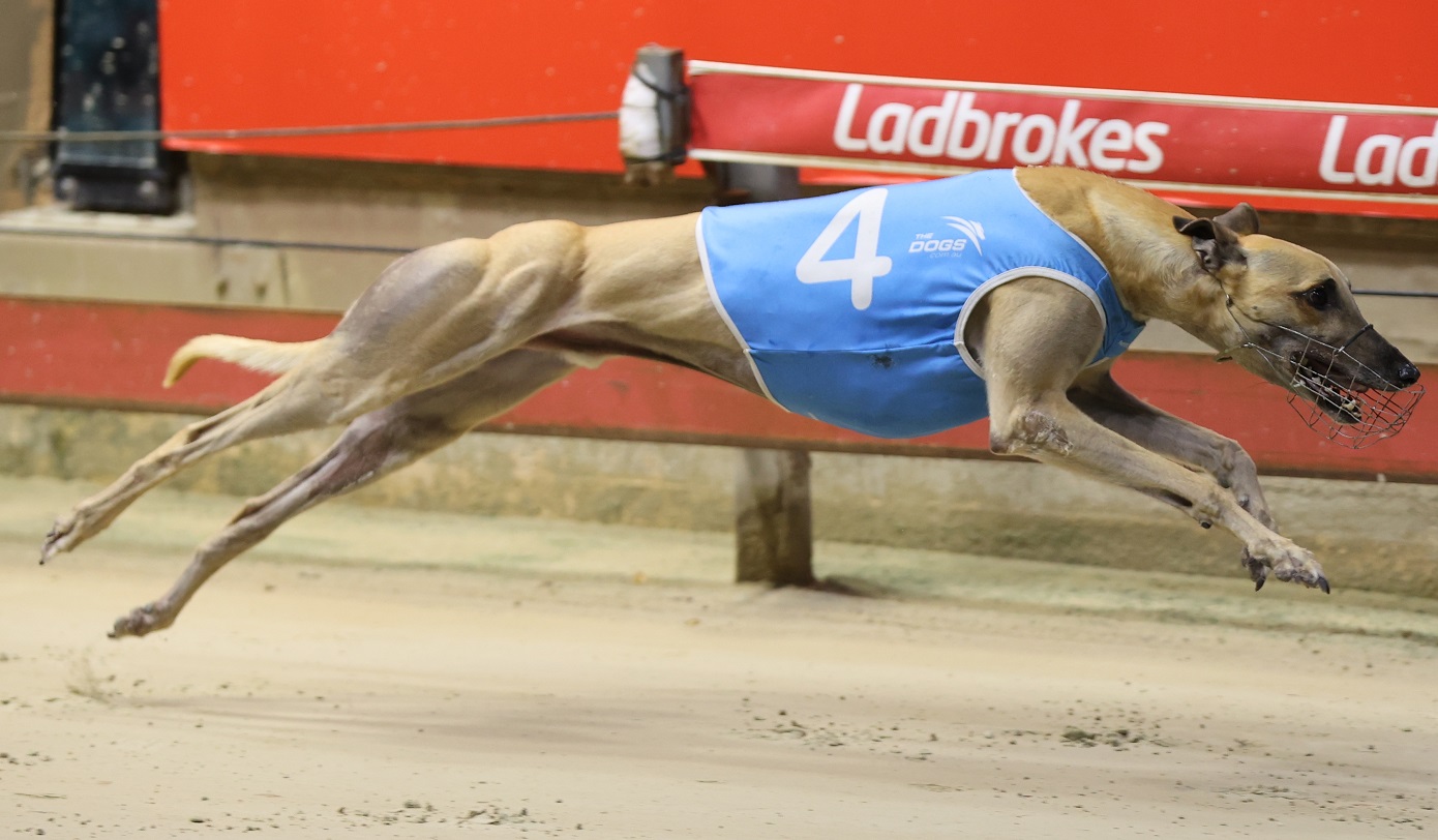 Preview: Cherokee Outlaw Set For Triumphant Return - Greyhound Recorder