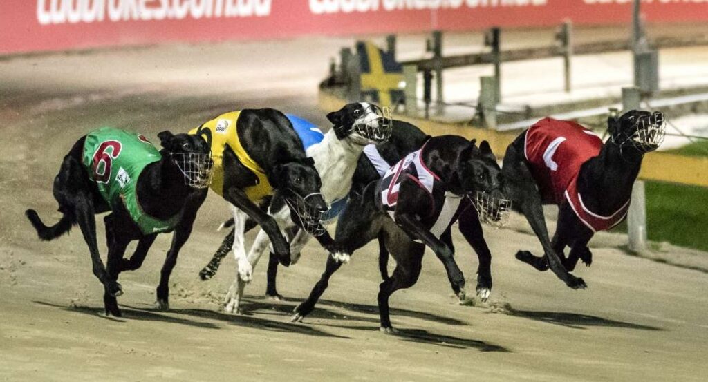 GRNSW Put On Notice by Racing Minister - Greyhound Recorder