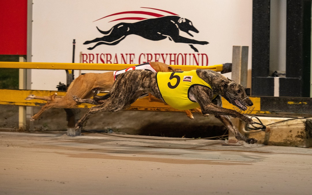 Queensland's Finest To Shine At QGold Meeting - Greyhound Recorder