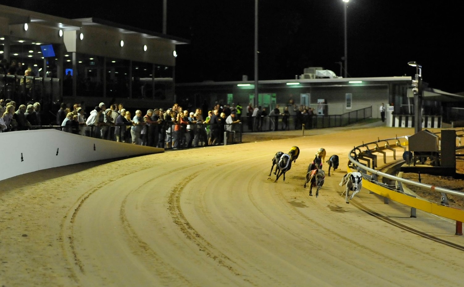 Preview: Group 2 Bendigo Cup Heats Saturday - Greyhound Recorder