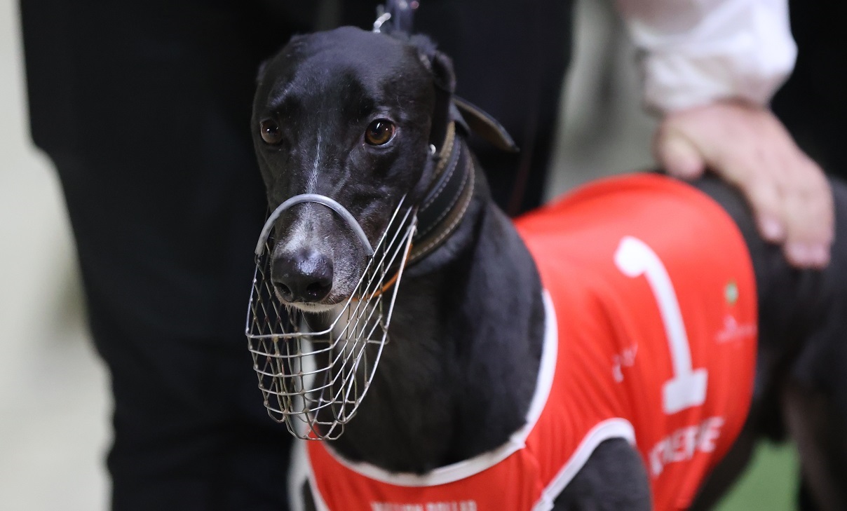 Former MDC Champ Sold To Stud In Ireland - Greyhound Recorder