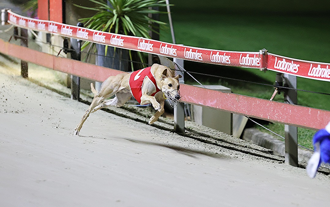 More In Store For Fire Legend After Meteor - Greyhound Recorder