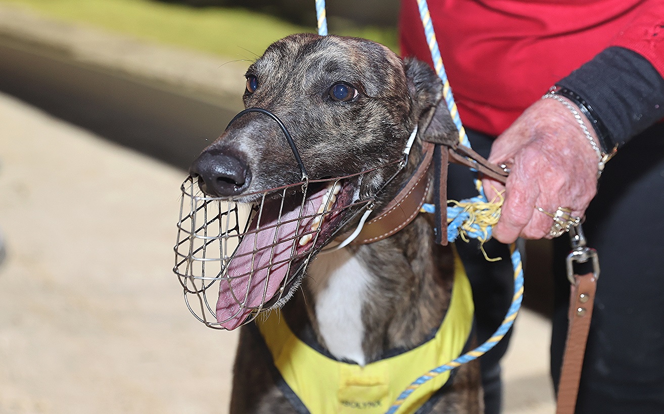 O'Brien's Grand Million Dollar Chase Chance - Greyhound Recorder