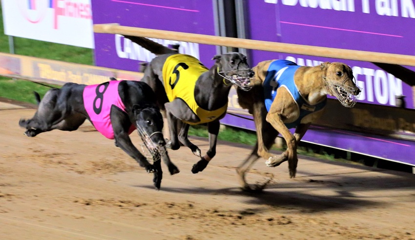 Battle Lines Drawn For $500,000 The Sandgroper - Greyhound Recorder