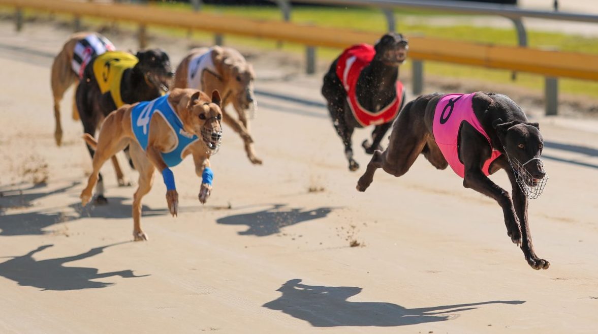 SA Star Emerges As MDC Surprise Packet - Greyhound Recorder