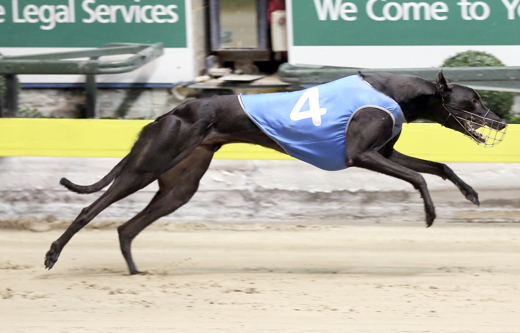 Beck And Call Maintains Winning Rage - Greyhound Recorder