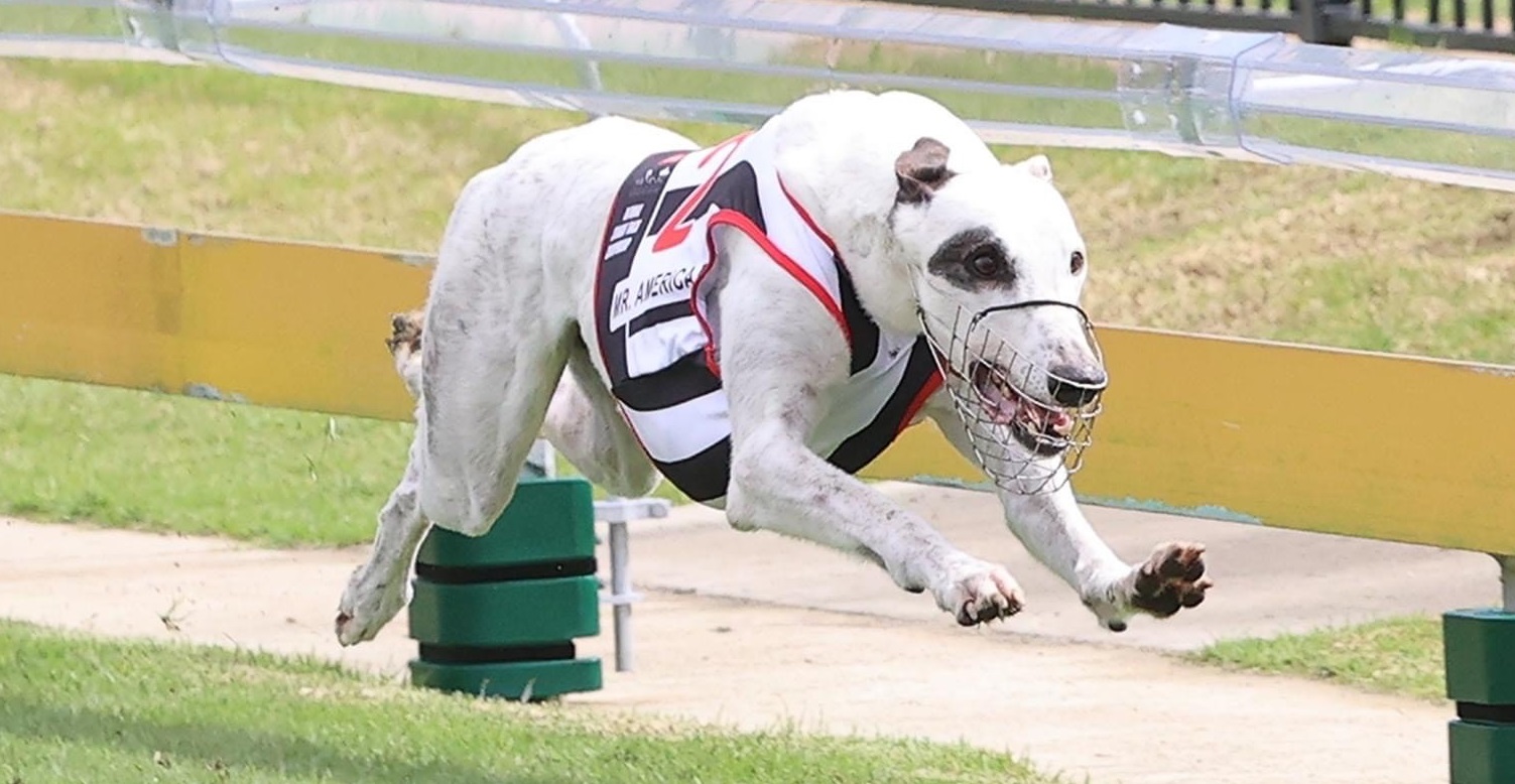 Mr America Keeps Straight Title In The Family - Greyhound Recorder