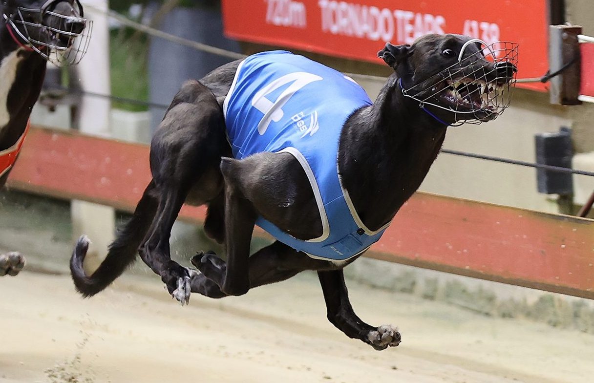 Premier Kennel Chasing Back-To-Back Vic Peters - Greyhound Recorder