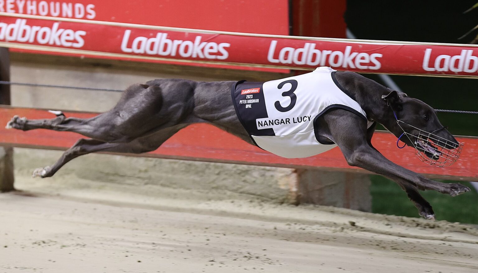 Barnes Relishing Nellie's Classic Run Of Reds - Greyhound Recorder