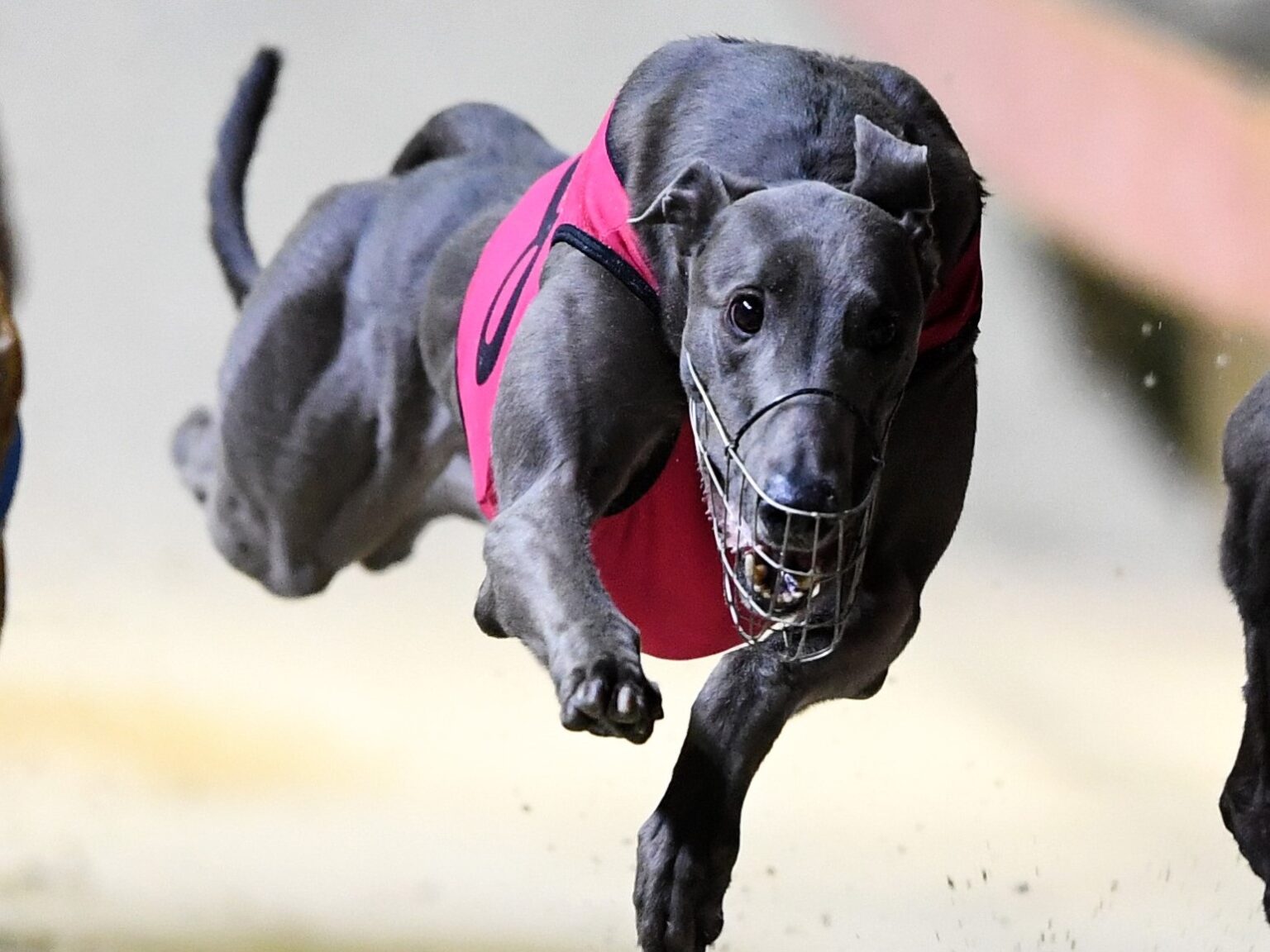 'Defies Logic': Brute Banner A Bolt From The Blue - Greyhound Recorder