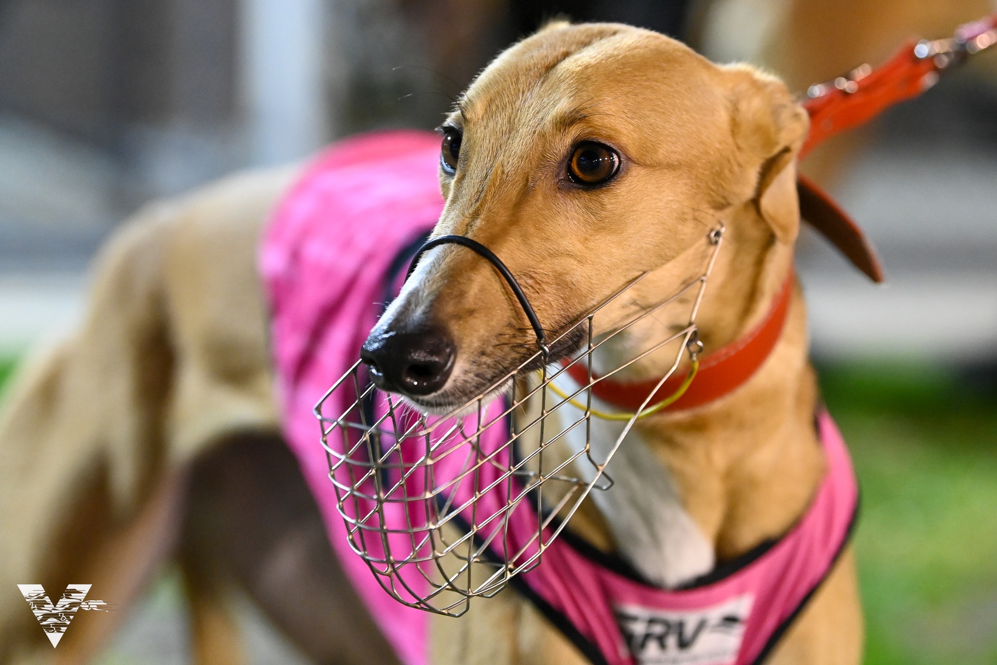 Professor Snitch Set For Queensland Homecoming - Greyhound Recorder