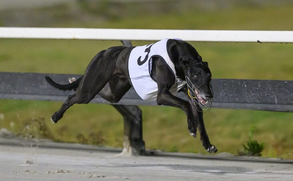 WATCH: Postman Pat Arrives In Time For Stud - Greyhound Recorder