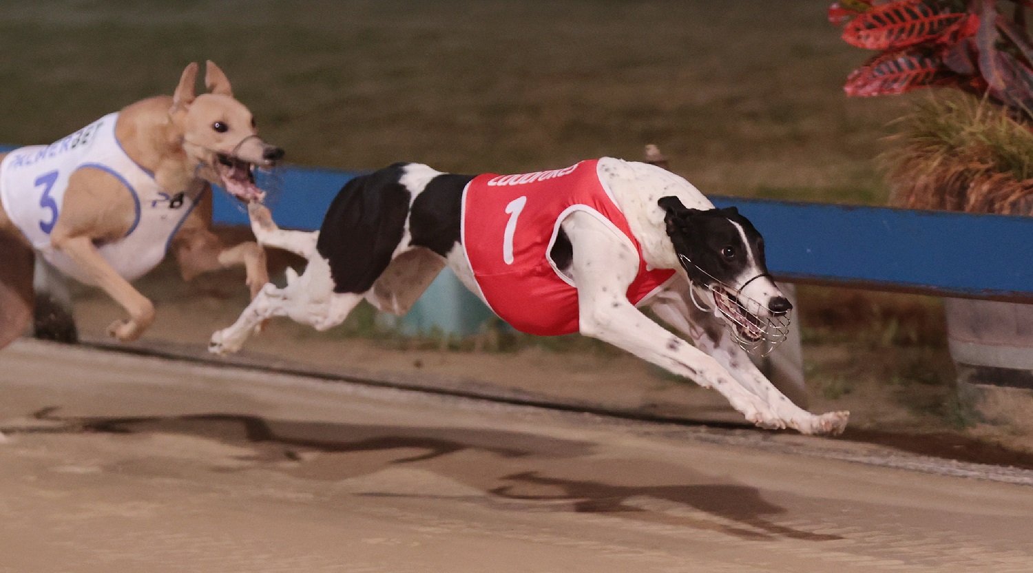 O'Brien's Star Trio Set For Gosford Cup Onslaught - Greyhound Recorder