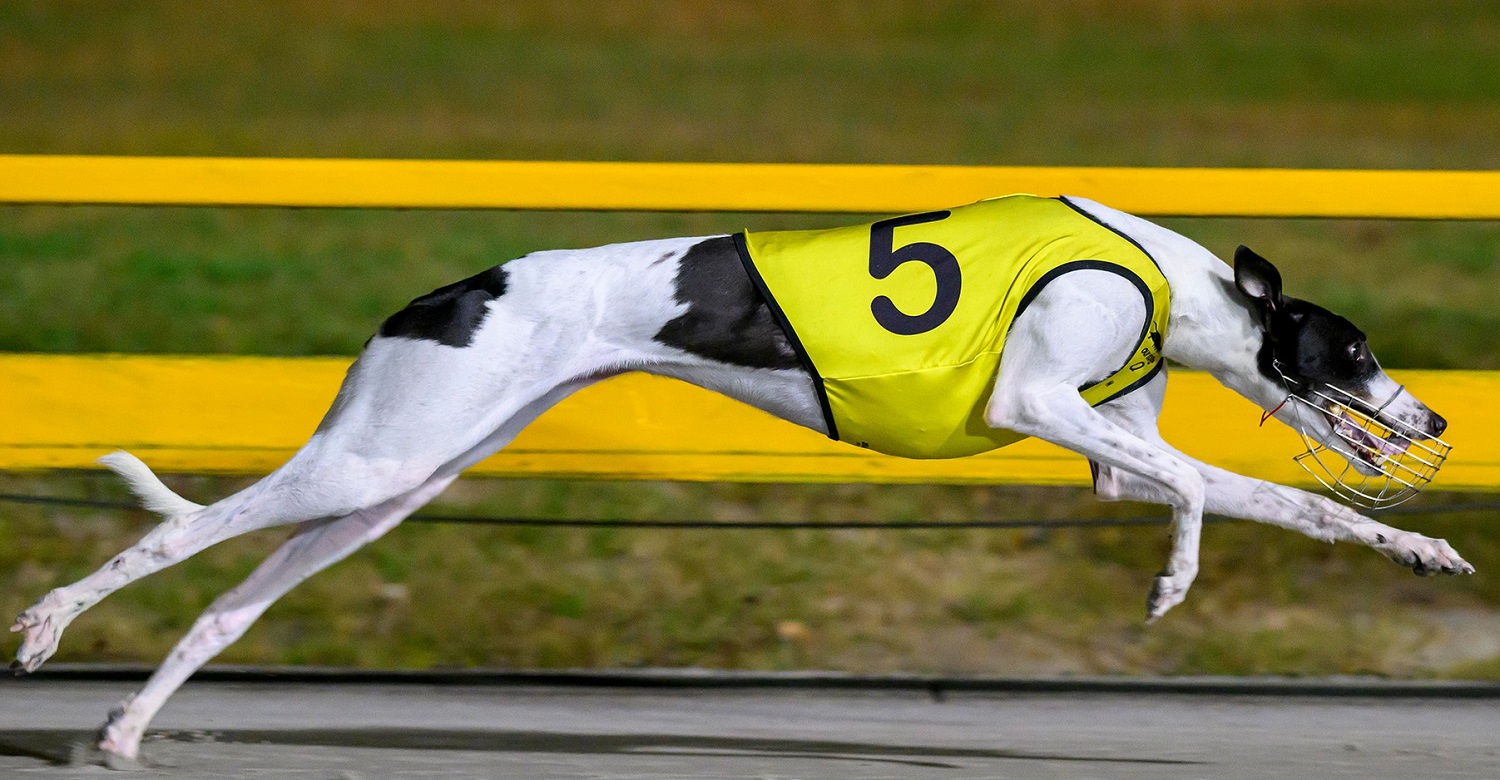 Wendy To Rock Distance Rivals At The Creek - Greyhound Recorder