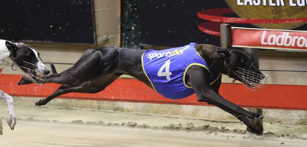Cut Foot Rules Like Wildfire Out Of Bold Trease - Greyhound Recorder