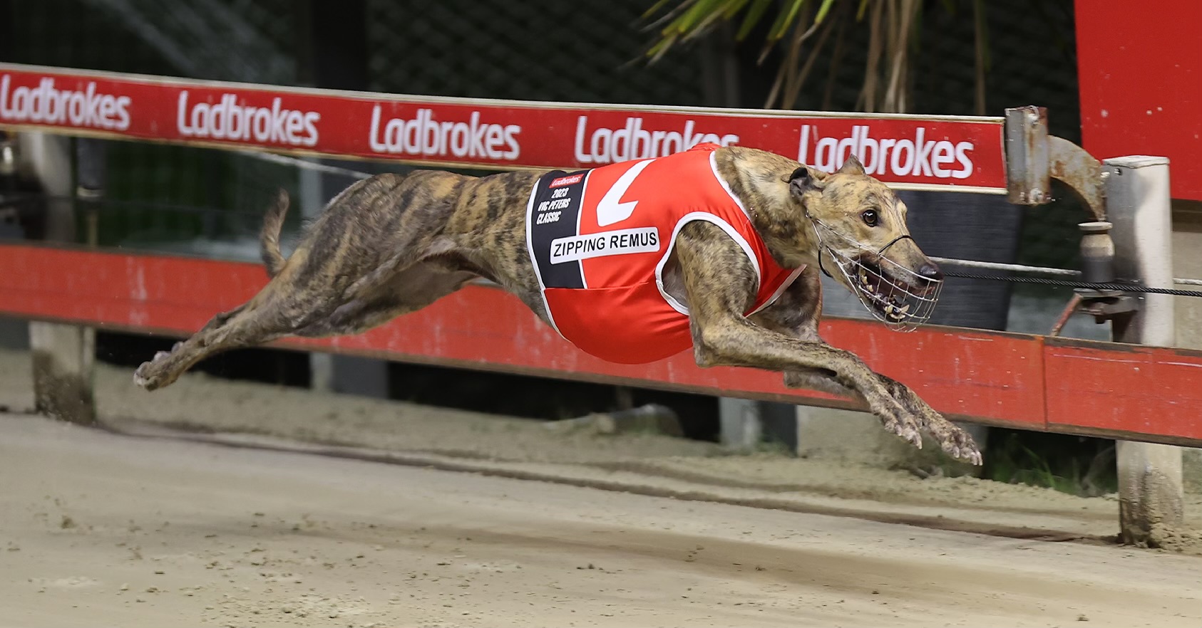 Zipping Remus Dominates Vic Peters Classic - Greyhound Recorder