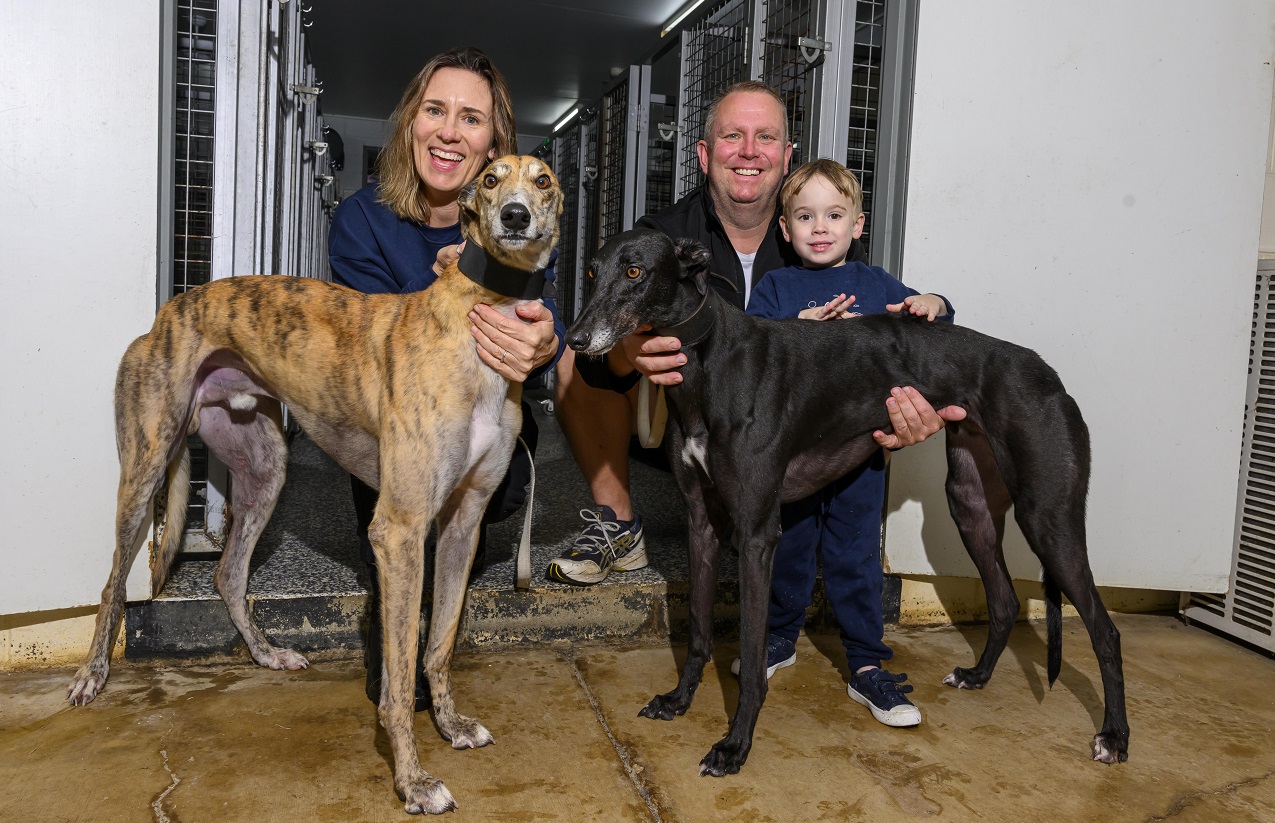 Postman Pat On Verge Of Brisbane Cup History - Greyhound Recorder