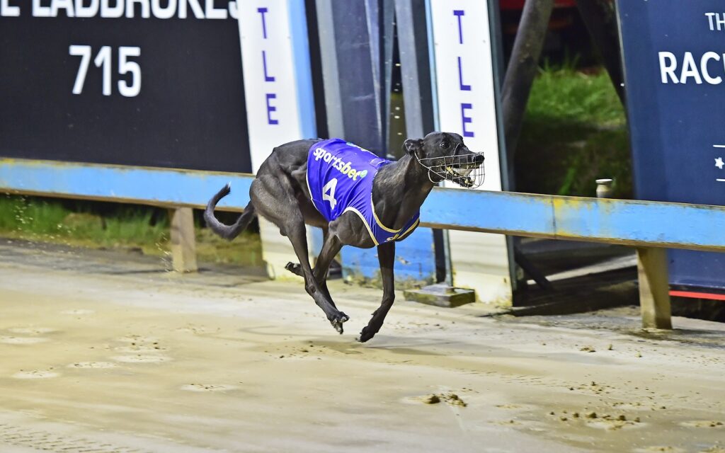 Topgun Crown In Sight For 'Forgotten' Palawa King - Greyhound Recorder