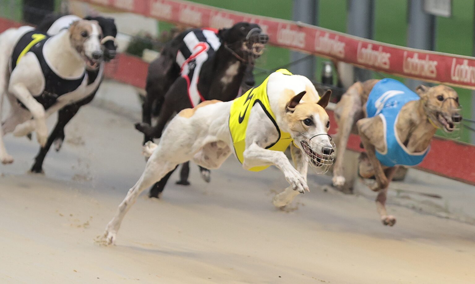 Starline Express To Provide Just That ... And More - Greyhound Recorder