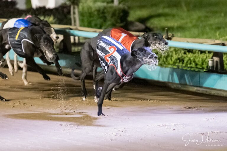 Greyhound Racing News - Greyhound Recorder