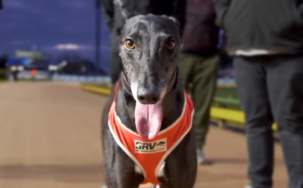 Postman Pat Takes Stride Towards Racing Return - Greyhound Recorder