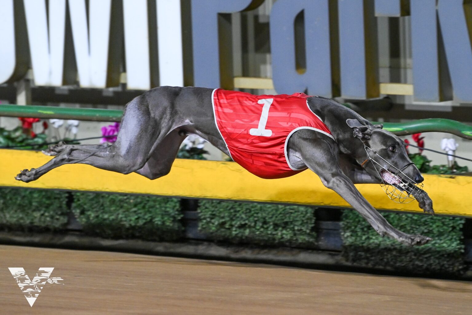 Hector Fawley Set For The Phoenix Onslaught - Greyhound Recorder