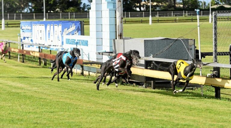 Tensions Rise Over Bundaberg's Racing Future - Greyhound Recorder Tensions Rise Over Bundaberg's Racing Future - Greyhound Recorder