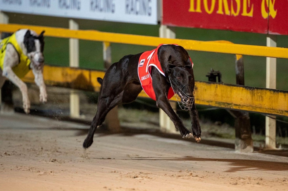 Deuce Now Running On Emerging Stud Career - Greyhound Recorder