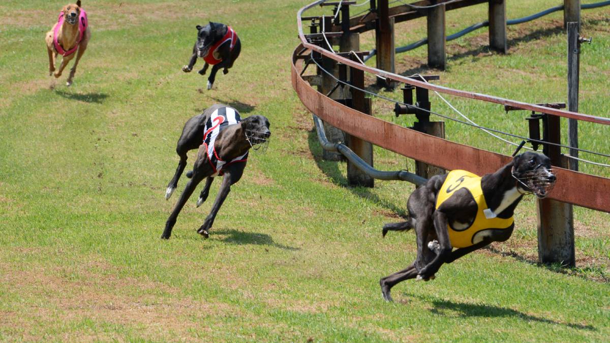 All In Readiness For TAB Racing At Taree - Greyhound Recorder