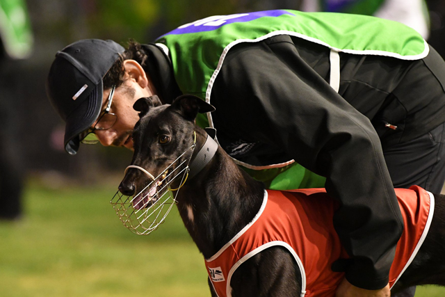 Beast Continues Upward Rise In Sires' Stakes - Greyhound Recorder