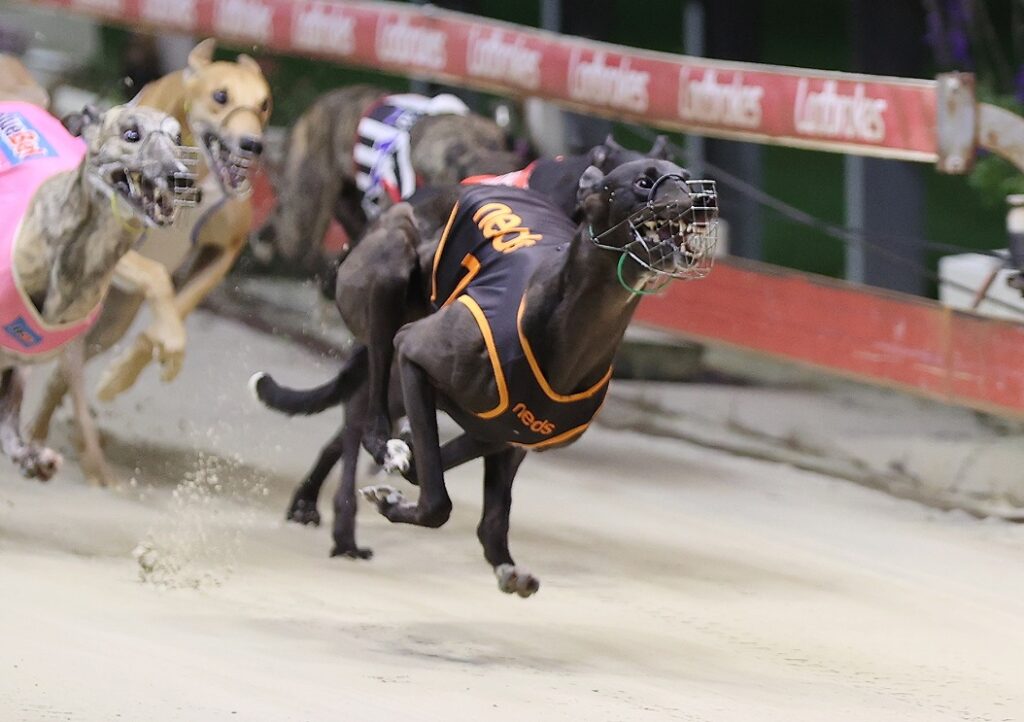 Chappelow In Pursuit Of 'Fitting' Chief Havoc Win - Greyhound Recorder