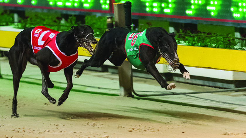 The Sunday Afternoon "Finish On" - Greyhound Recorder