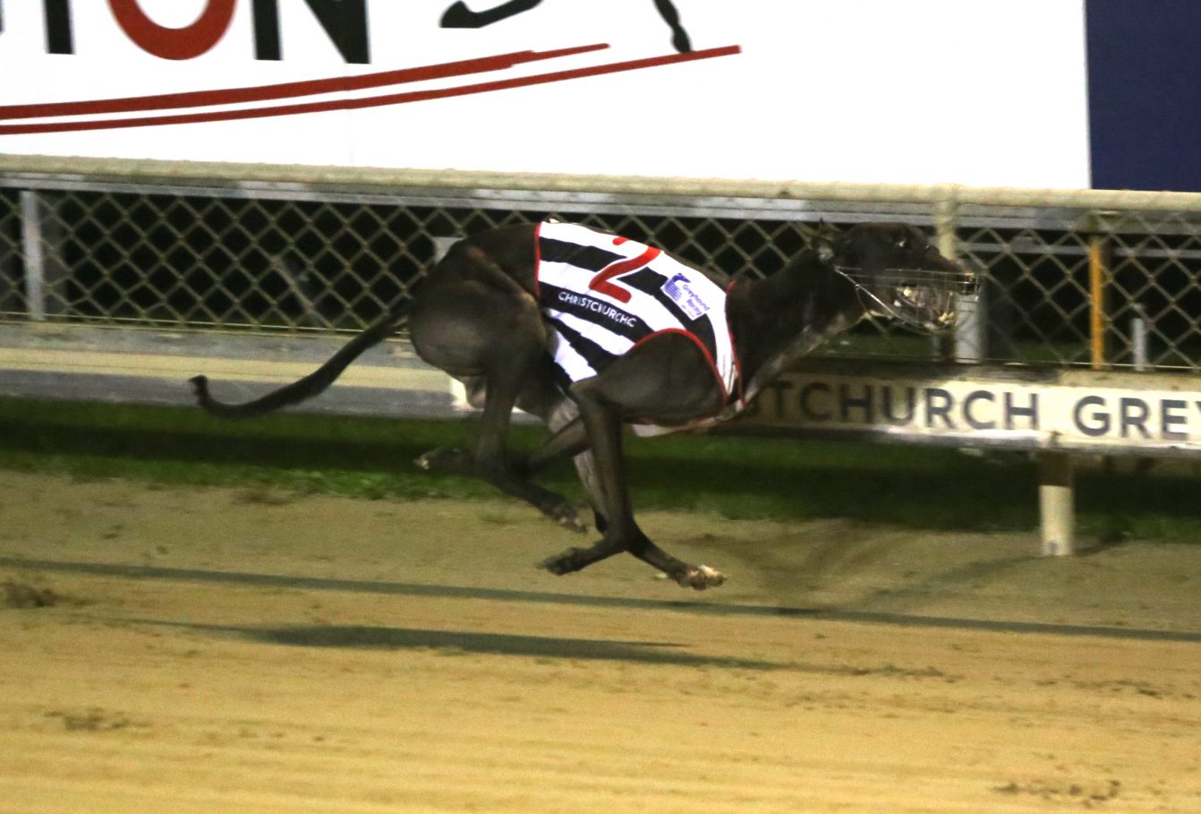 New Zealand Cup Headlines Group 1 Triple-Header - Greyhound Recorder
