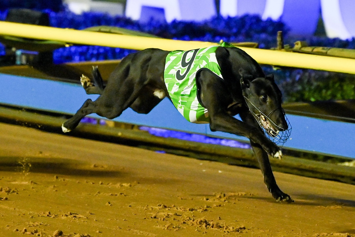 Memorable Milestone For Flying Amy Winner - Greyhound Recorder
