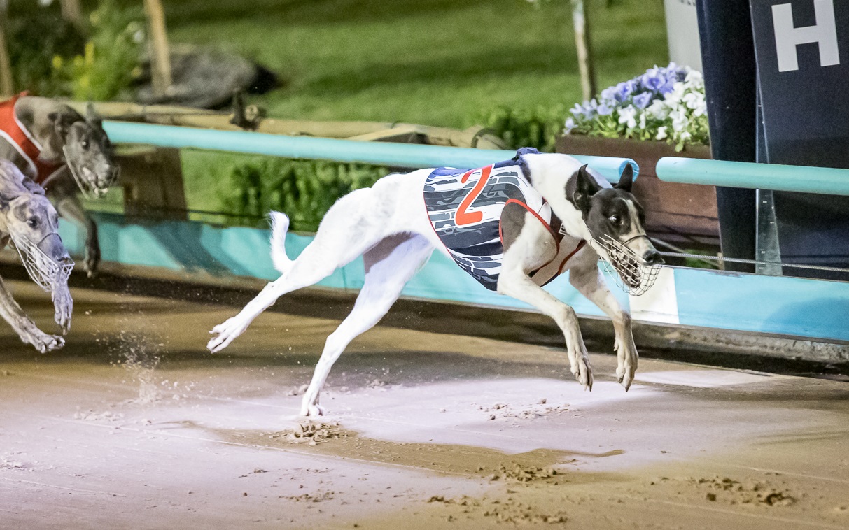 New Group 1 Winner After Positive Swab Result - Greyhound Recorder