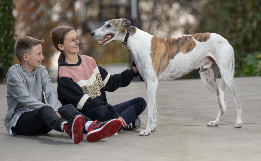Explicit Crowned Australia's Best Greyhound - Greyhound Recorder