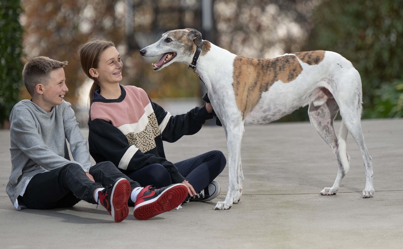 GOAT: Fernando Bale Retired From Stud Duties - Greyhound Recorder