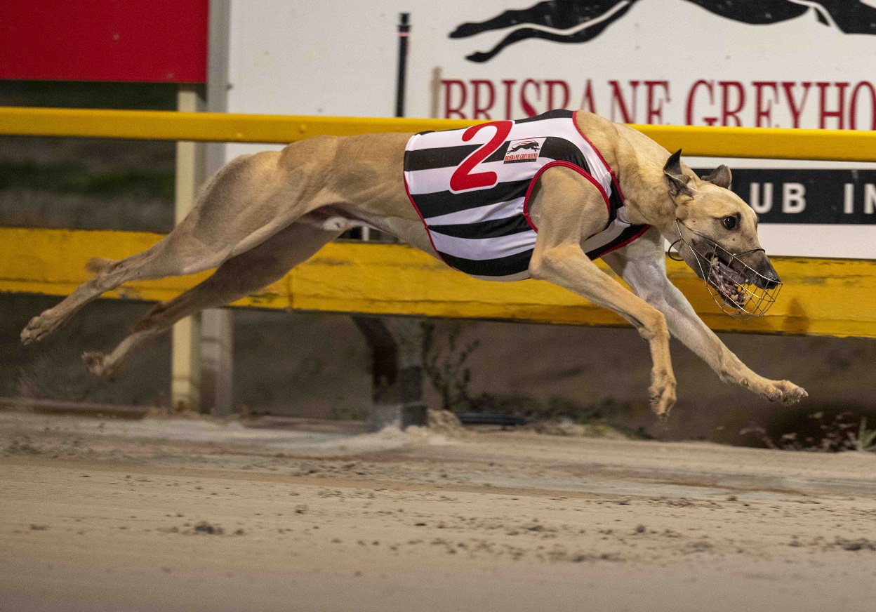 Panama Pepper To Add Spice To Flying Amy Finale - Greyhound Recorder