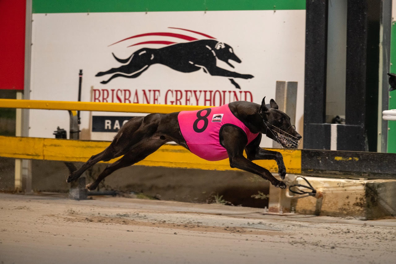 Queensland Summer Carnival Set To Sizzle - Greyhound Recorder