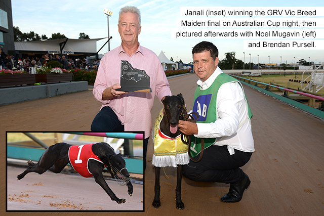 Sandown Treble Launches The Late Benali's Stud Start - Greyhound Recorder